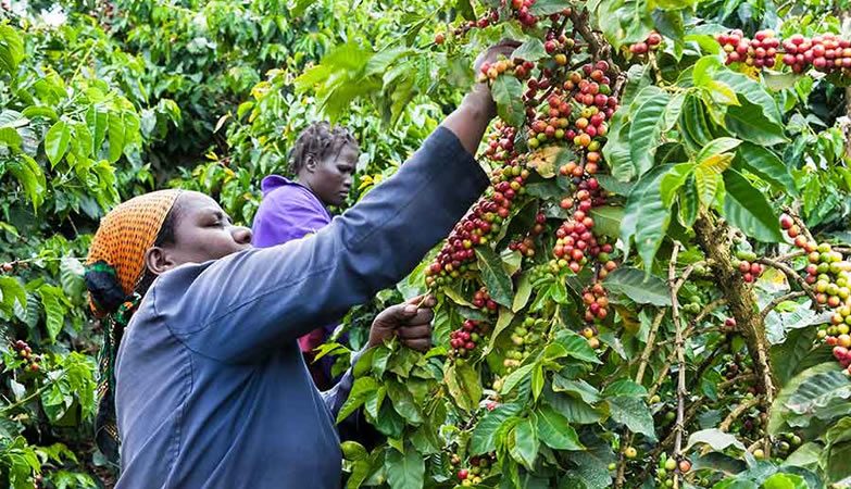 Eight Coffee Factories Risk Auction Over Ksh 163 Million Debt
